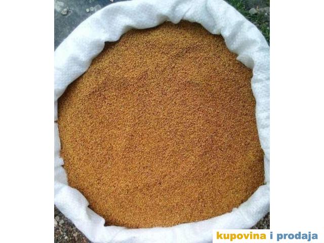 Seme lucerke - Batočina - Kupujem prodajem